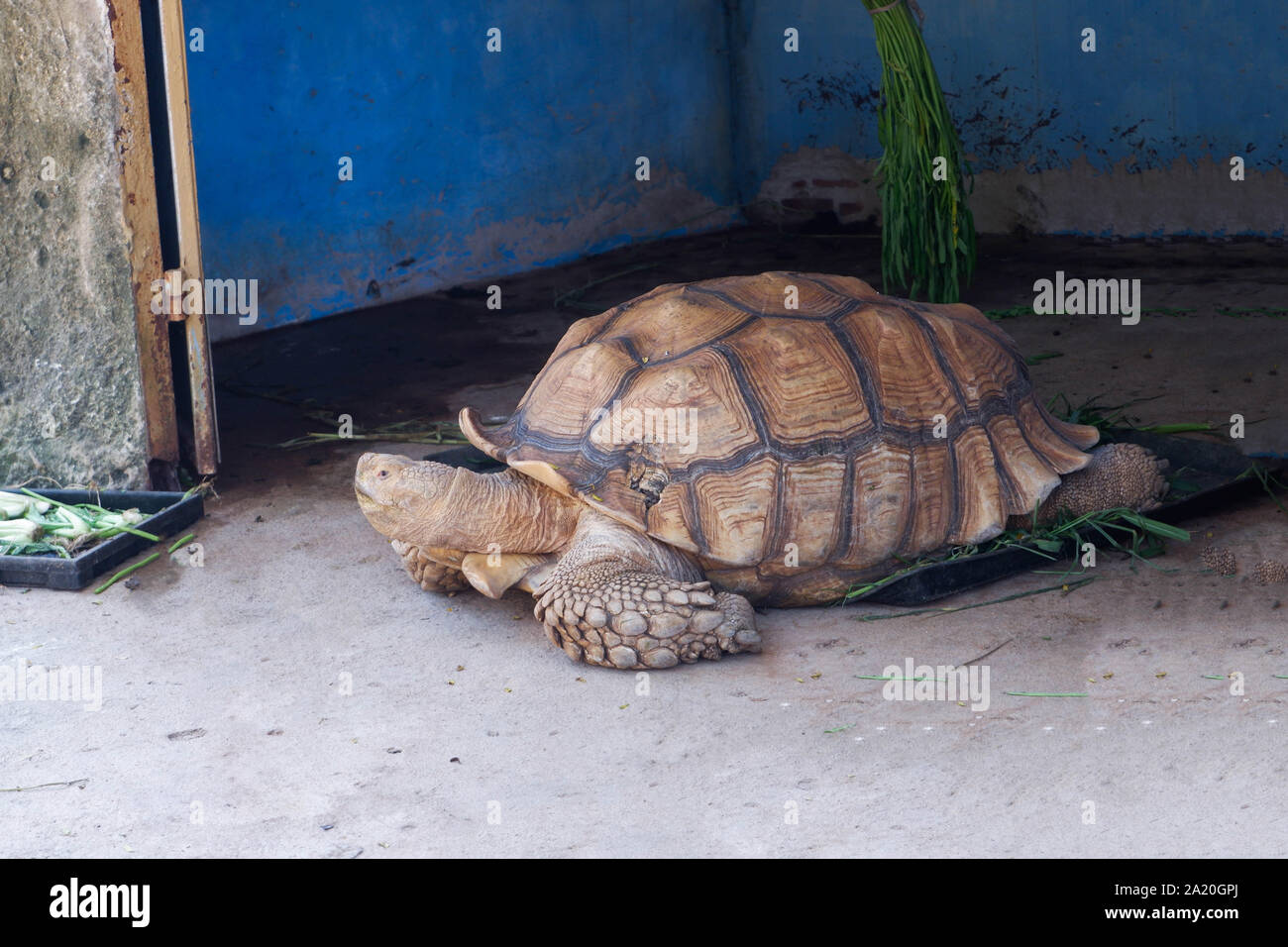 The big turtle in the zoo is an African turtle Stock Photo - Alamy