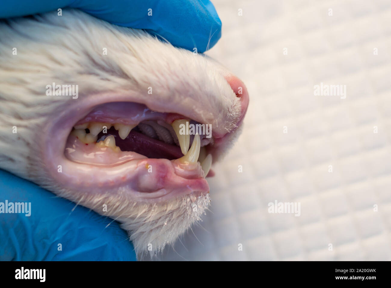 Tartar cat hi-res stock photography and images - Alamy