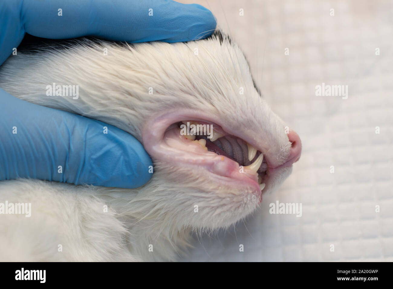 Tartar cat hi-res stock photography and images - Alamy