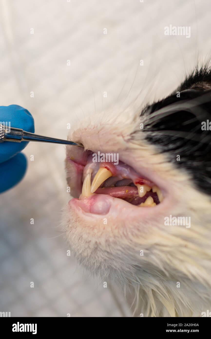 Tartar cat hi-res stock photography and images - Alamy