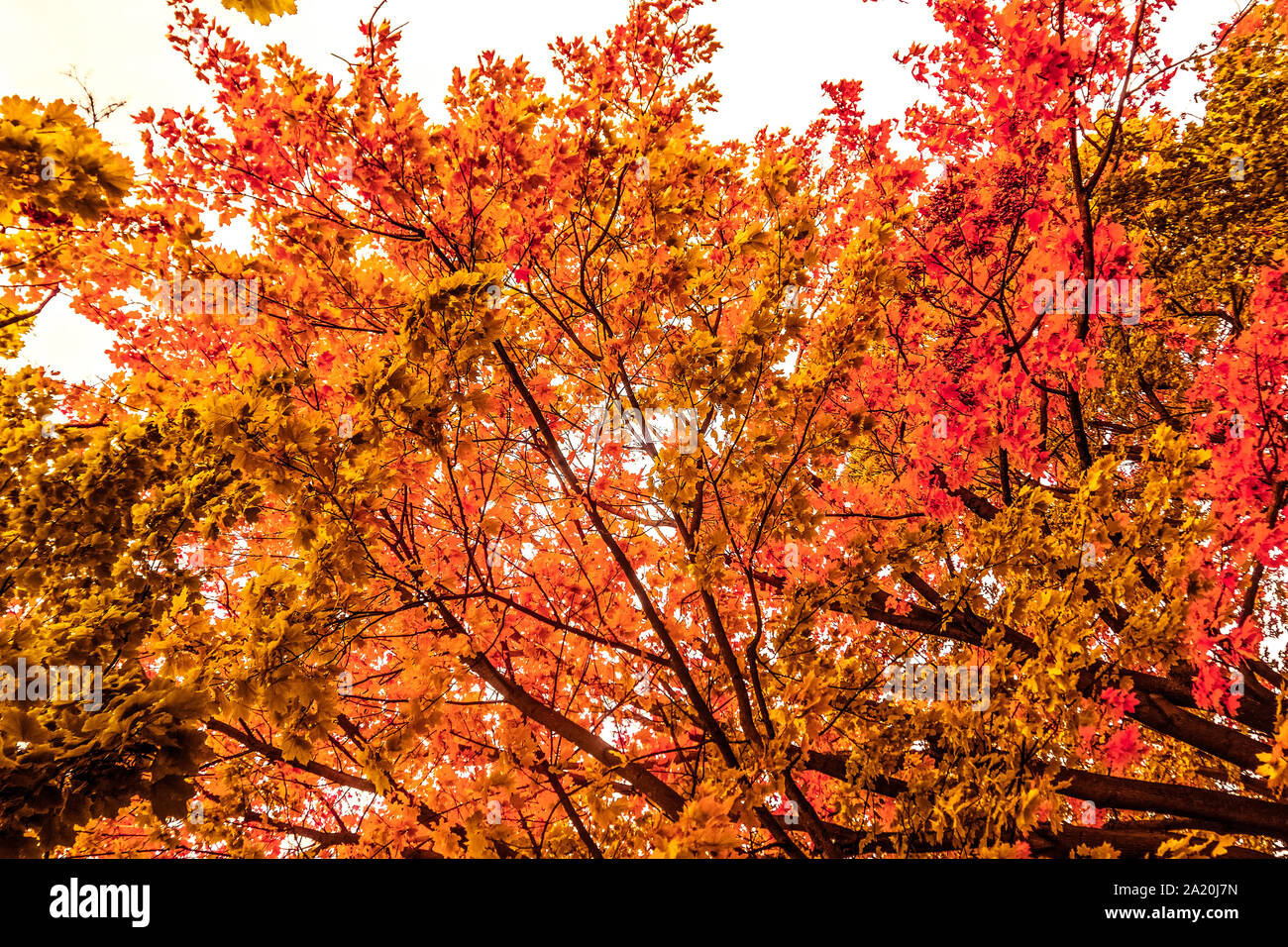 Seasonal travel, retro backdrop and rural environment concept ...