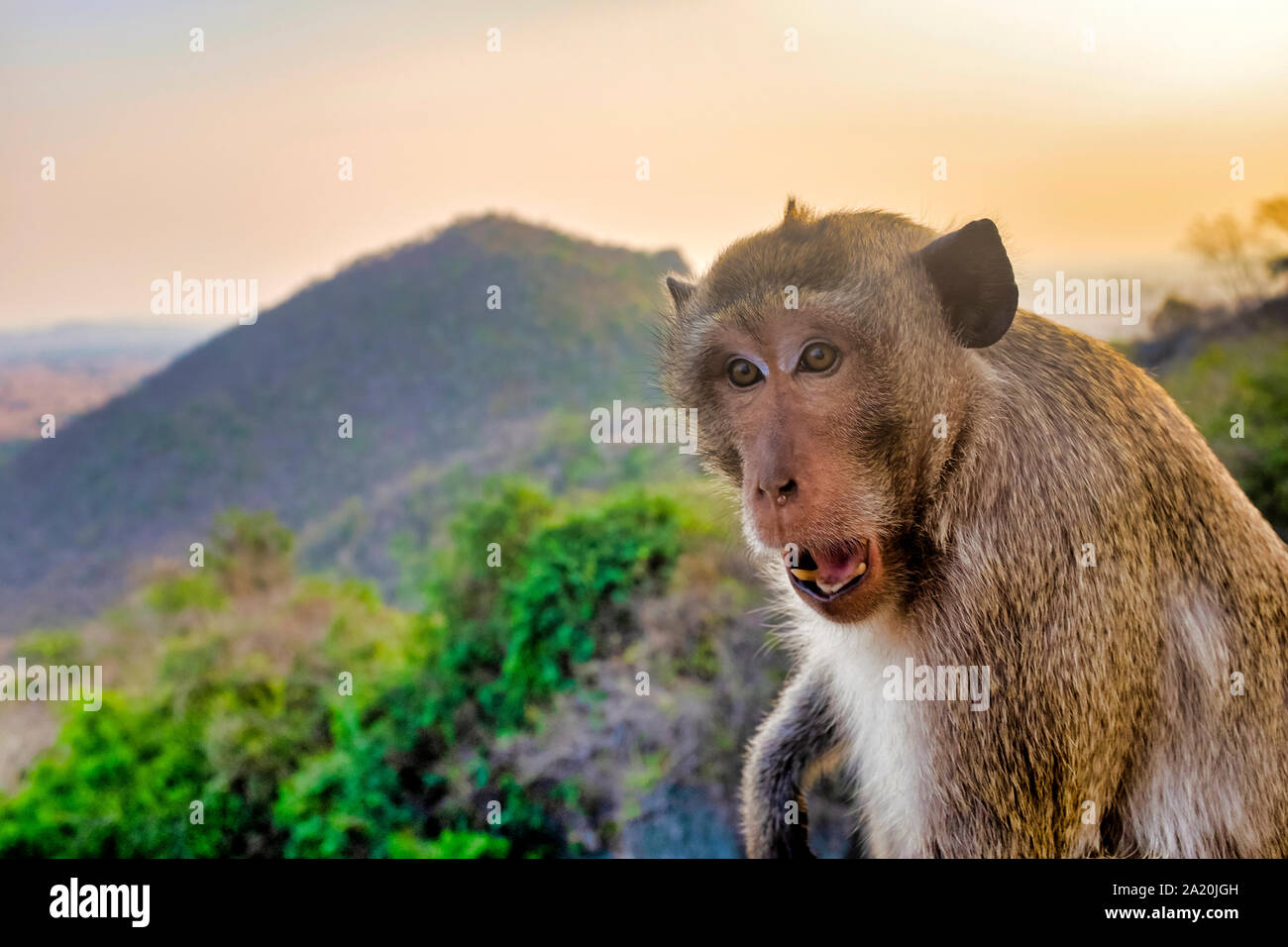 Cynomolgus macaque monkey hi-res stock photography and images - Alamy