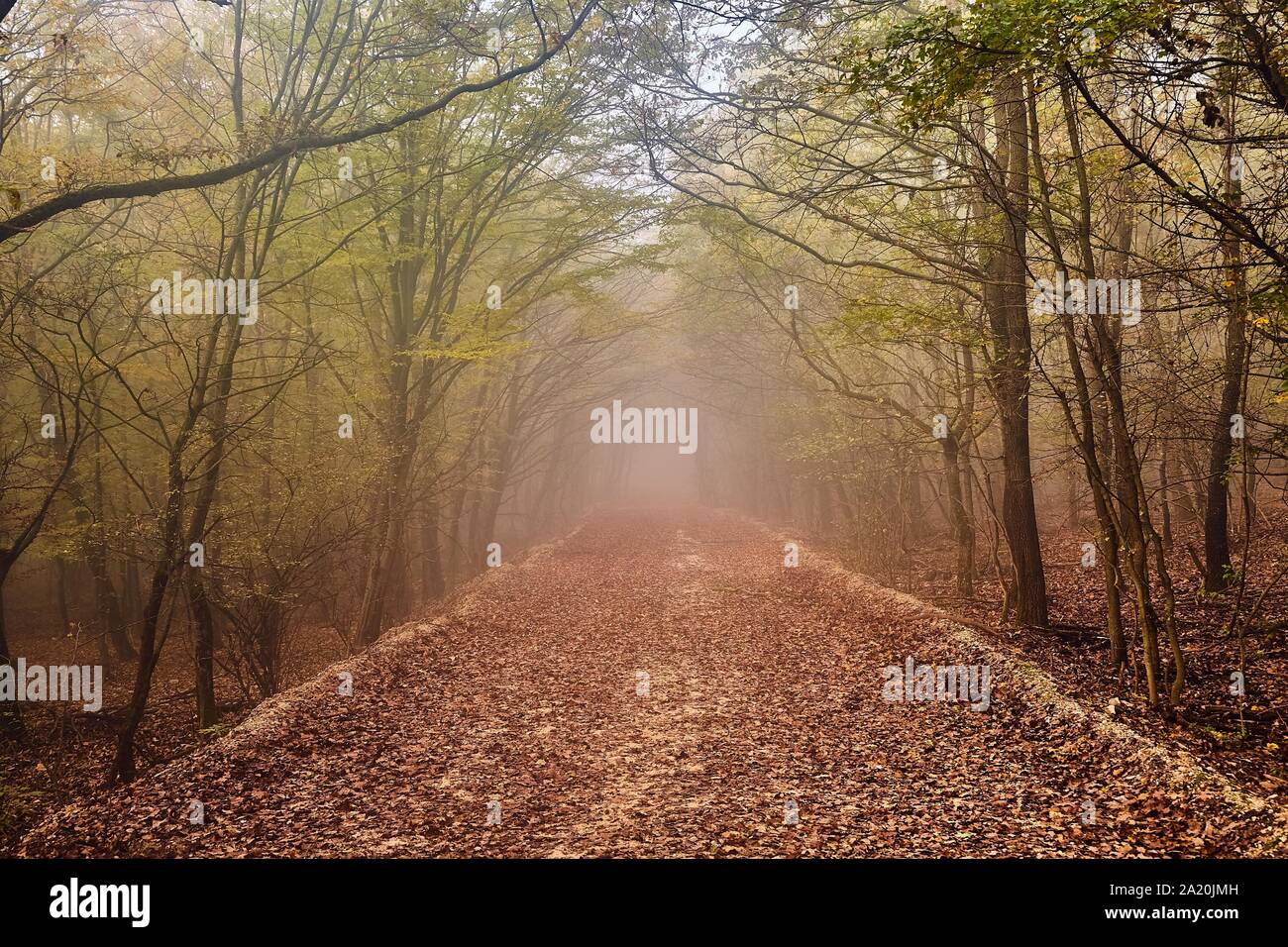 Forest path in mist Stock Photo - Alamy