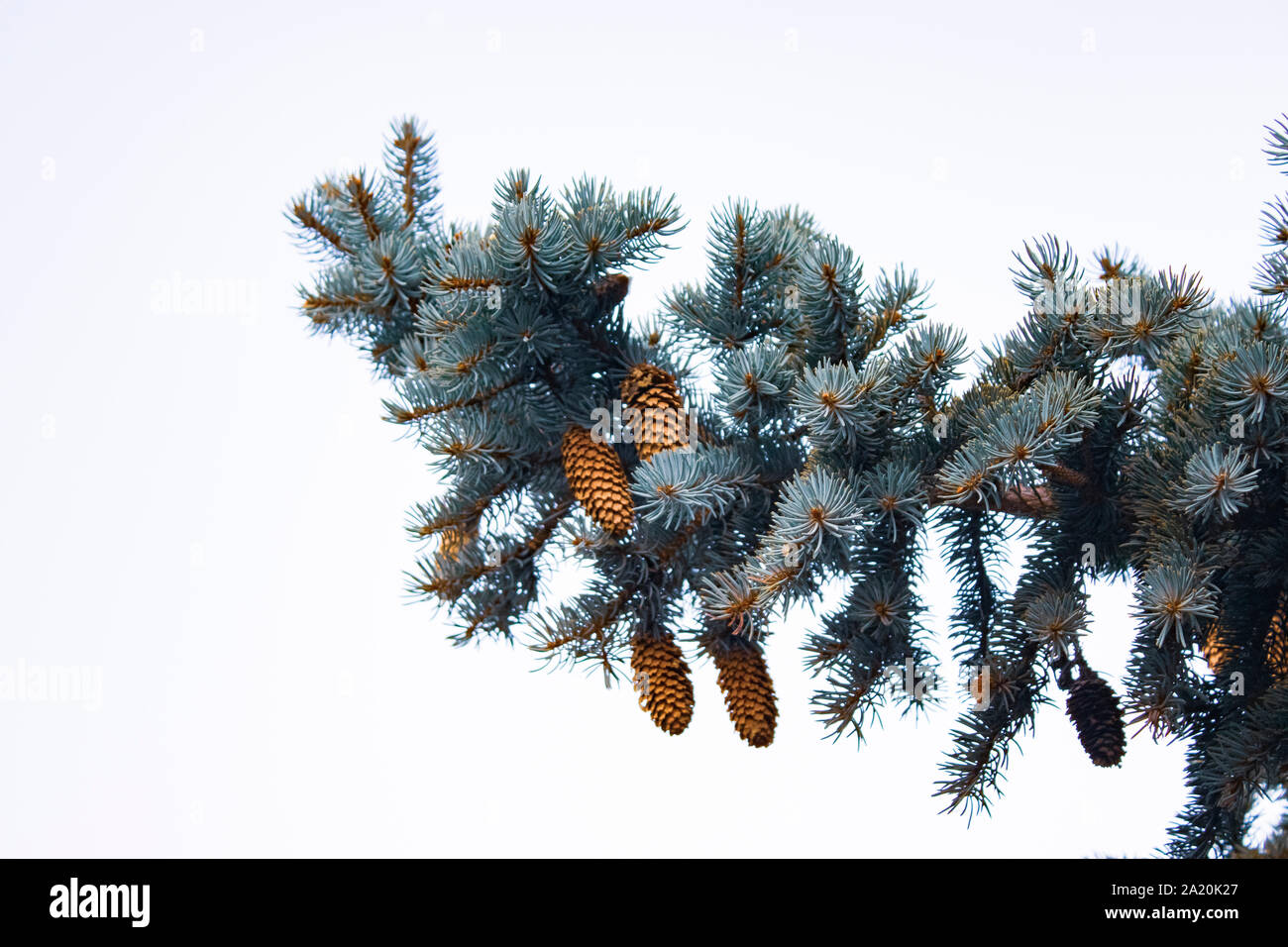 Pine tree, isolated background, natural texture Stock Photo - Alamy