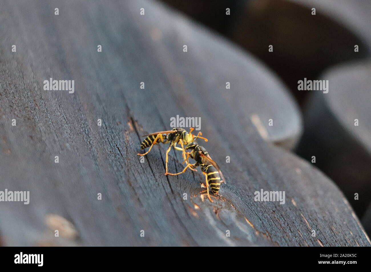 Wasps Fighting High Resolution Stock Photography and Images - Alamy