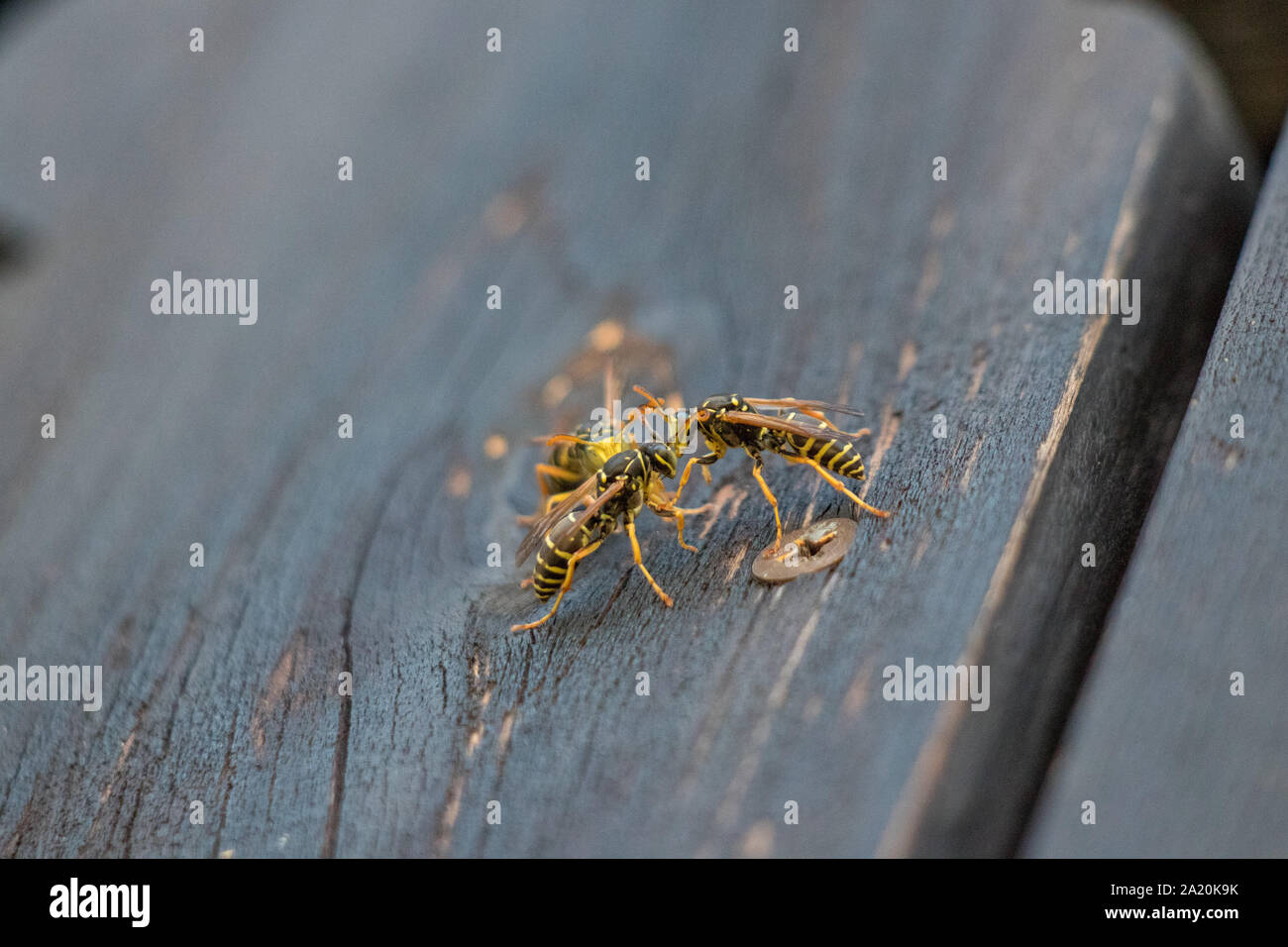 Three wasps on balcony fighting close up Stock Photo - Alamy