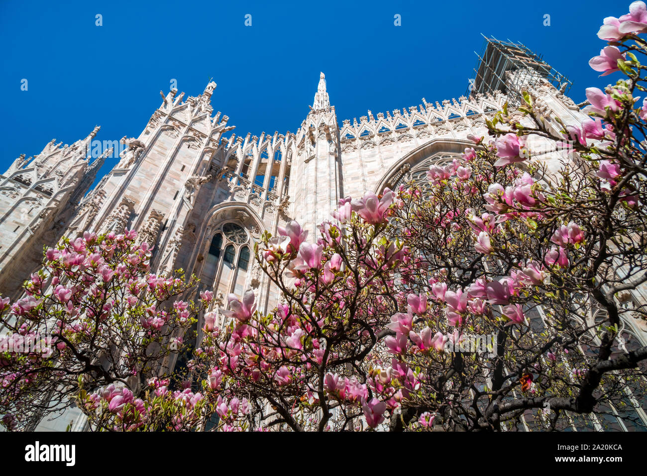Partial view to Duomo of Milan in springtime with magnolia flowers in a ...