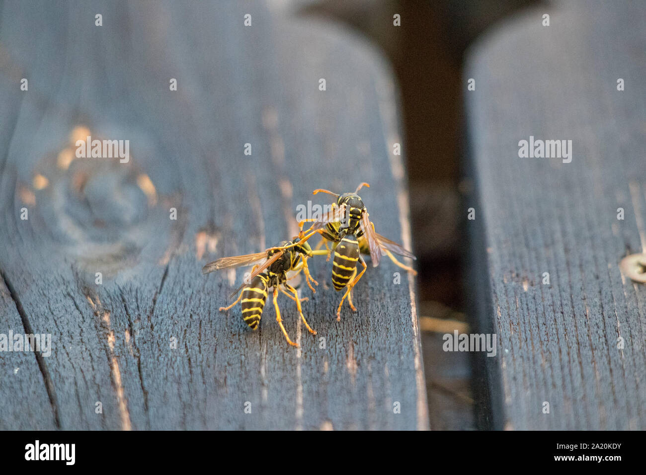 Two wasps on balcony fighting Stock Photo - Alamy