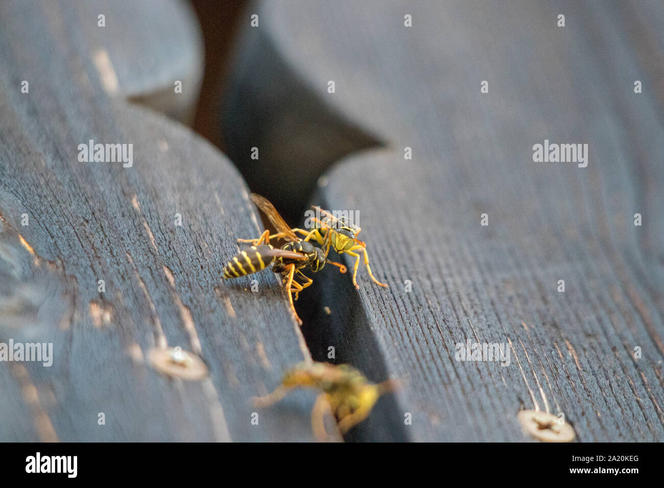 Three wasps on balcony two are fighting Stock Photo - Alamy
