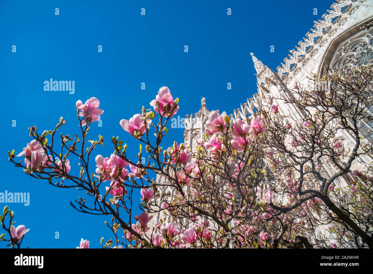 Partial view to Duomo of Milan in springtime with magnolia flowers in a ...