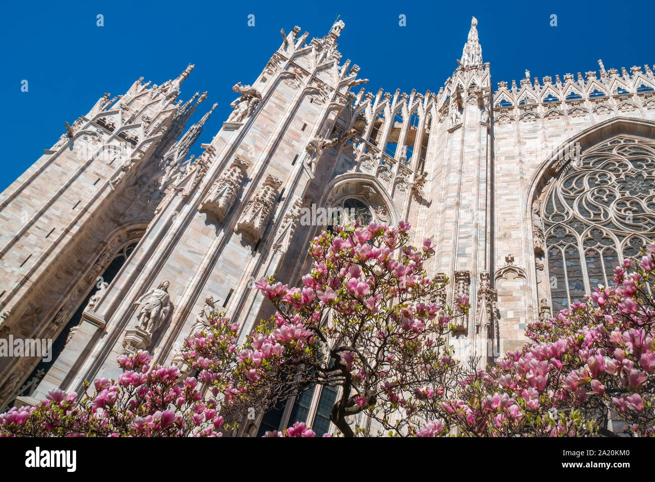 Partial view to Duomo of Milan in springtime with magnolia flowers in a ...