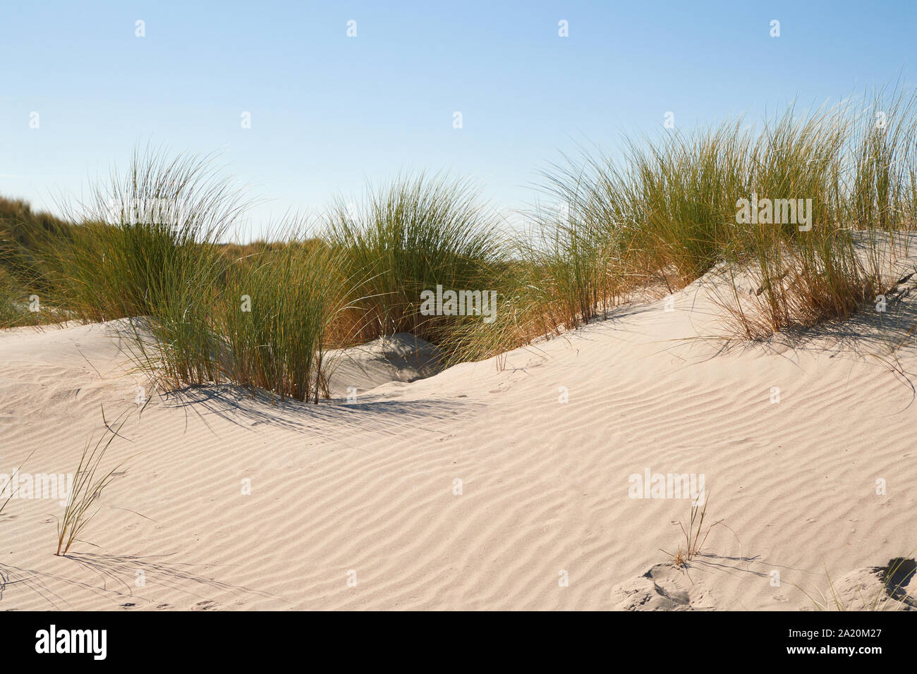 Coastal vegetation sand dunes hi-res stock photography and images - Alamy