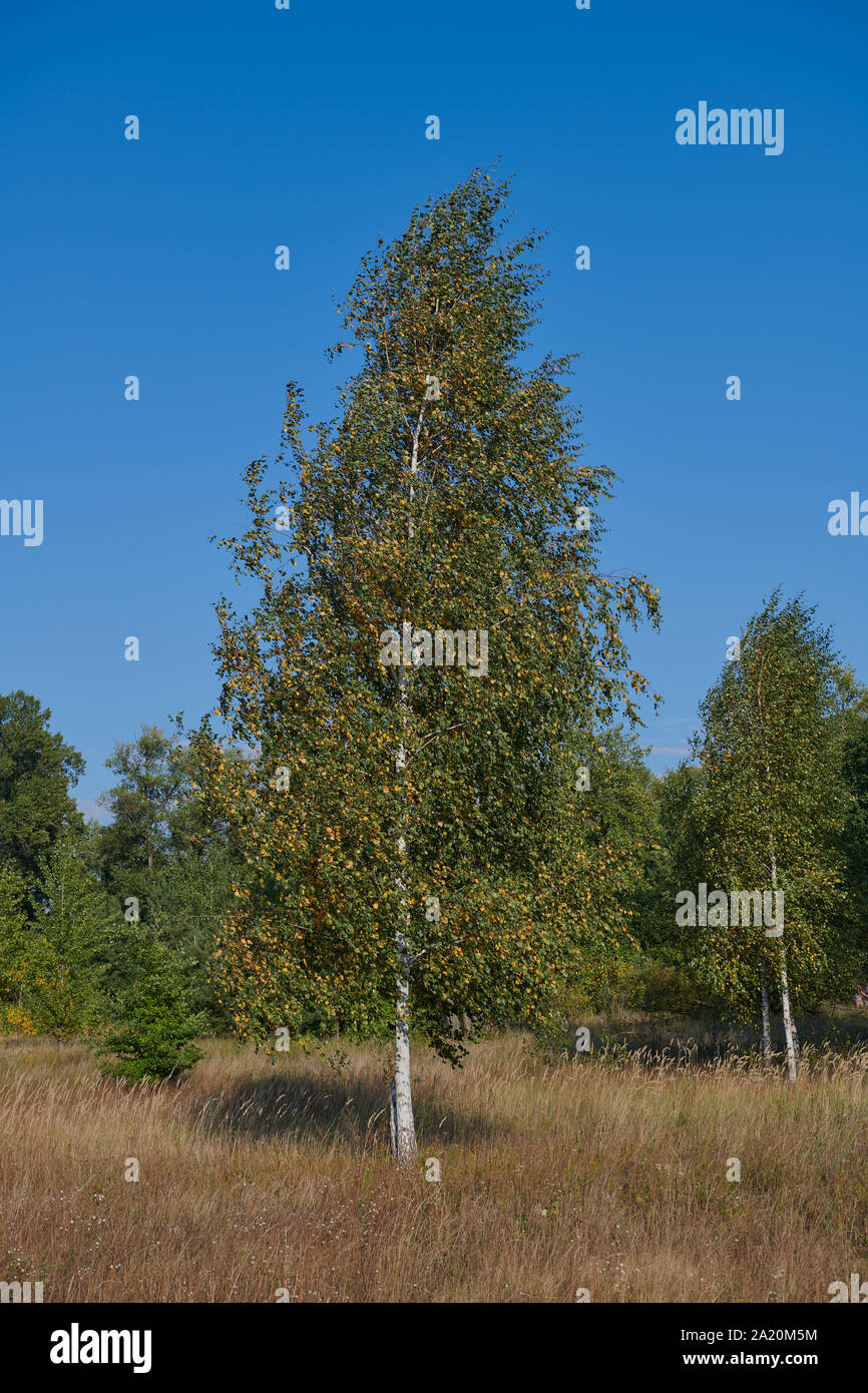 Windy weather trees hi-res stock photography and images - Alamy