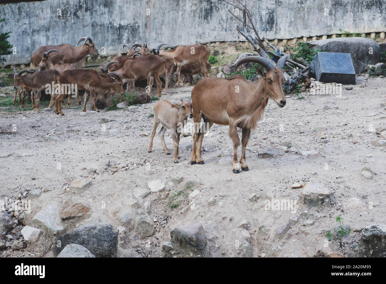 Many deer hi-res stock photography and images - Alamy