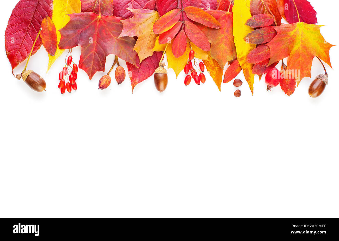Autumn decoration border. Fall leaves isolated on white background, top ...