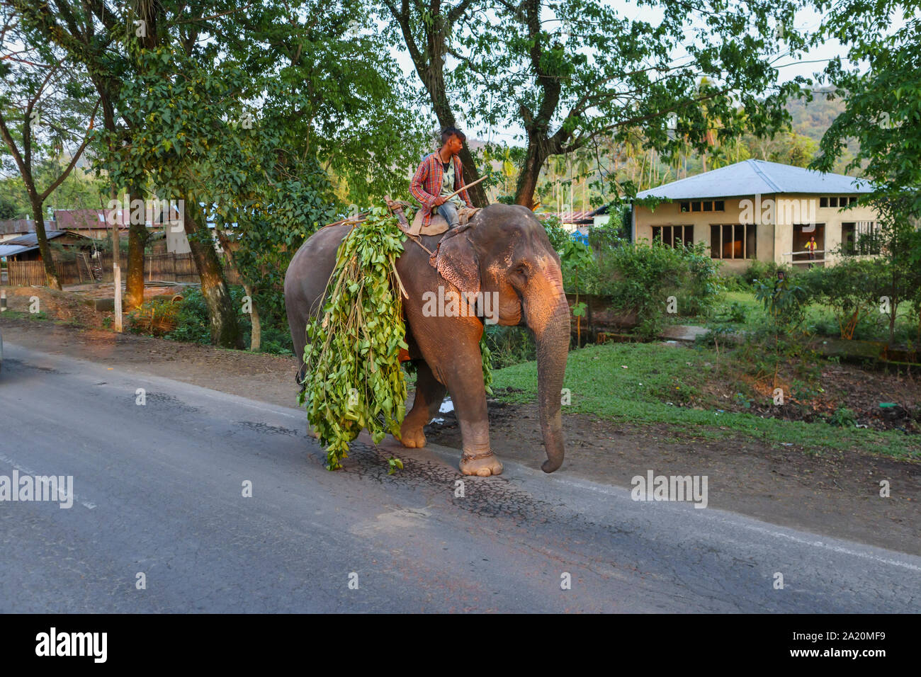 Elephant carrying branches and man hi-res stock photography and images ...