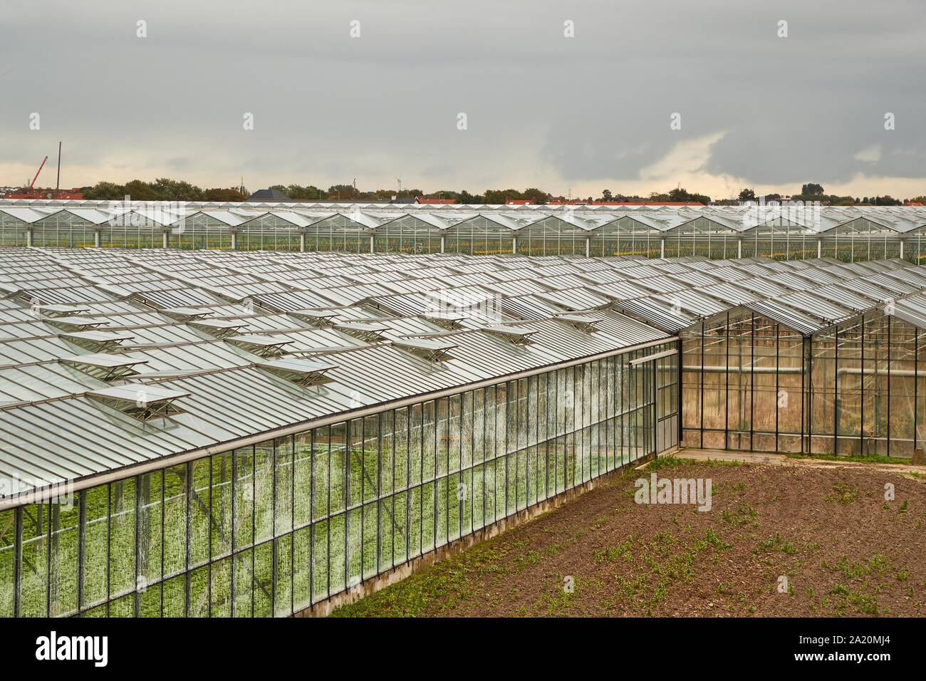Greenhouse agricultural production Stock Photo - Alamy