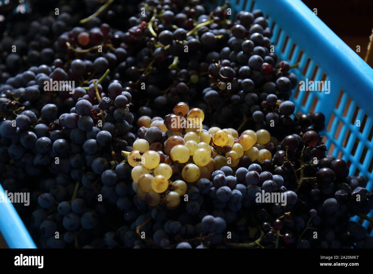 Wine Grapes Campania High Resolution Stock Photography and Images - Alamy