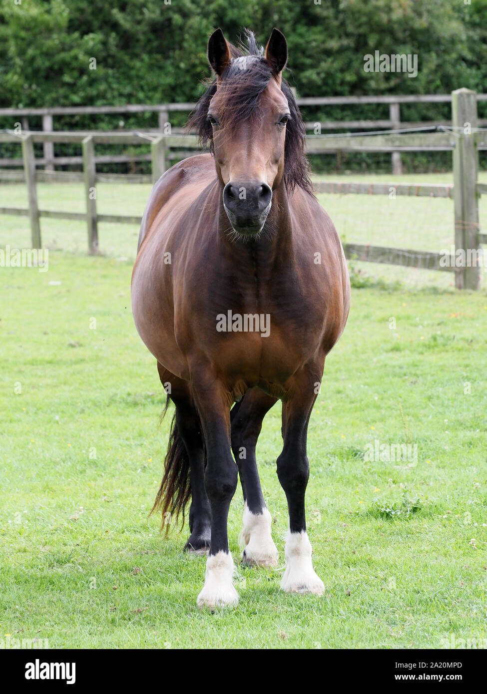 A single bay Welsh cob stands in a paddock Stock Photo - Alamy
