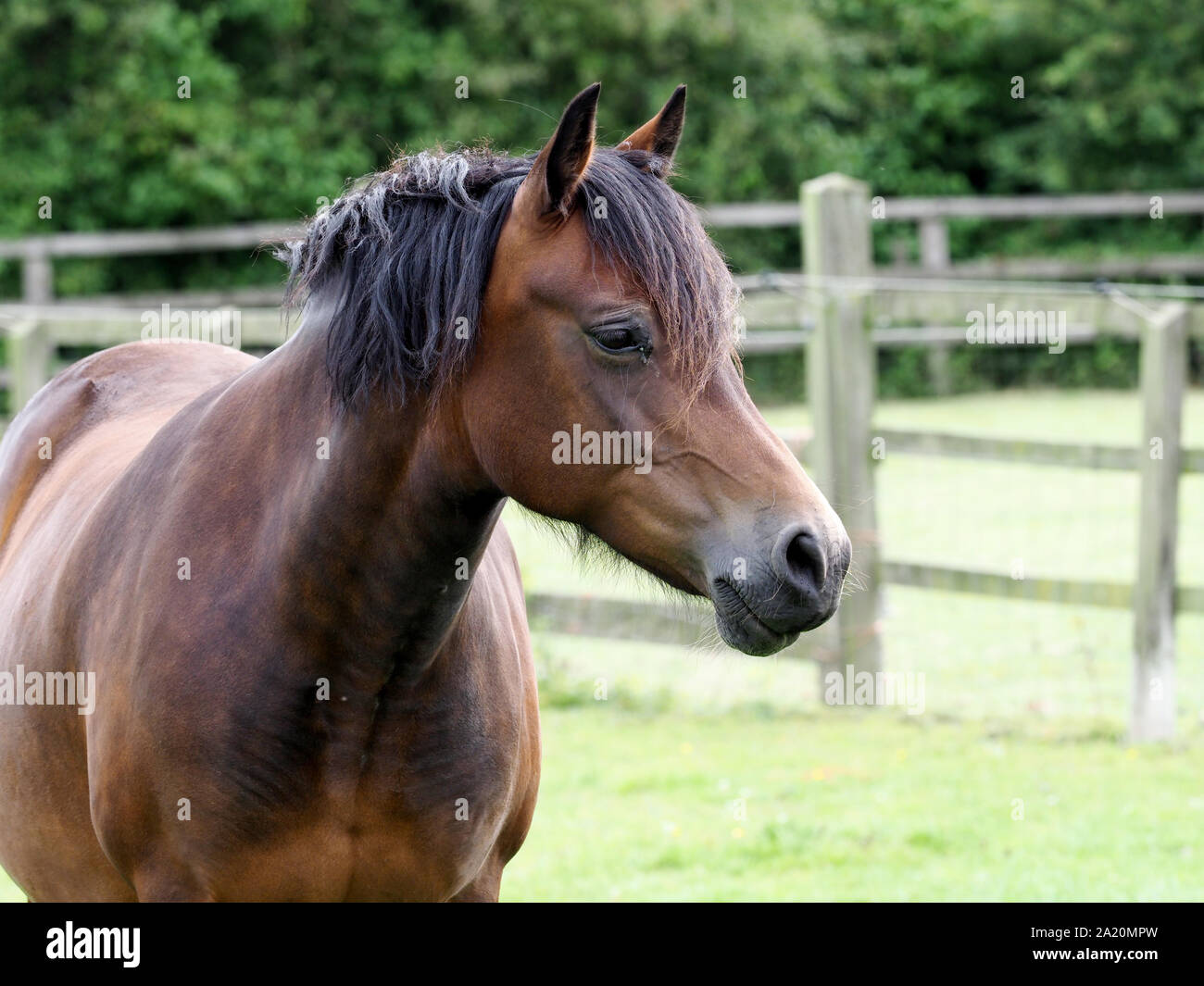 A single bay Welsh cob stands in a paddock Stock Photo - Alamy