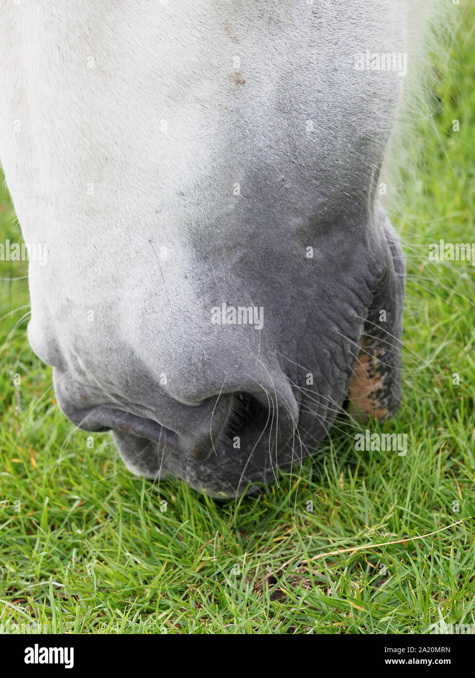 A close up of a large grey horse grazing grass Stock Photo - Alamy