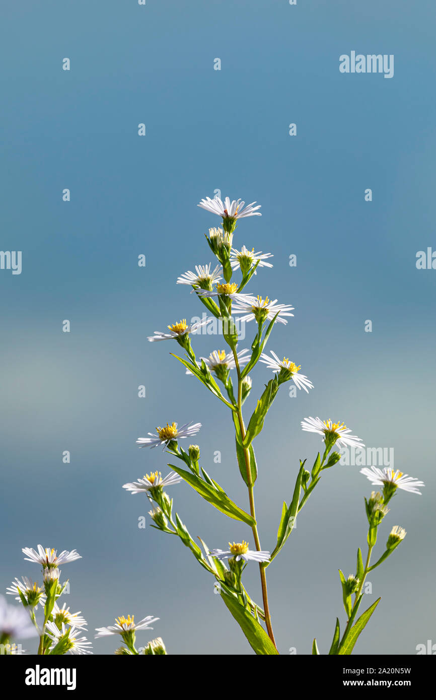 Spring, flowers and Nature, Auvergne, France Stock Photo - Alamy