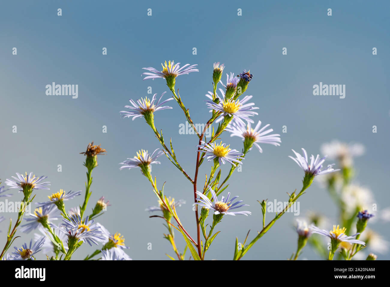 Spring, flowers and Nature, Auvergne, France Stock Photo - Alamy