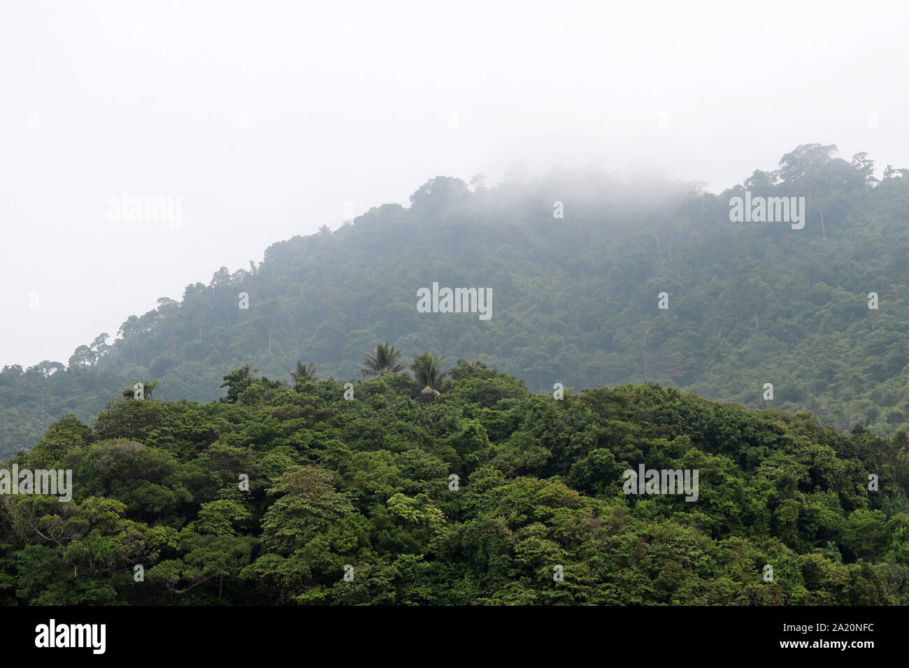 Wet humid tropical rainforest hi-res stock photography and images - Alamy