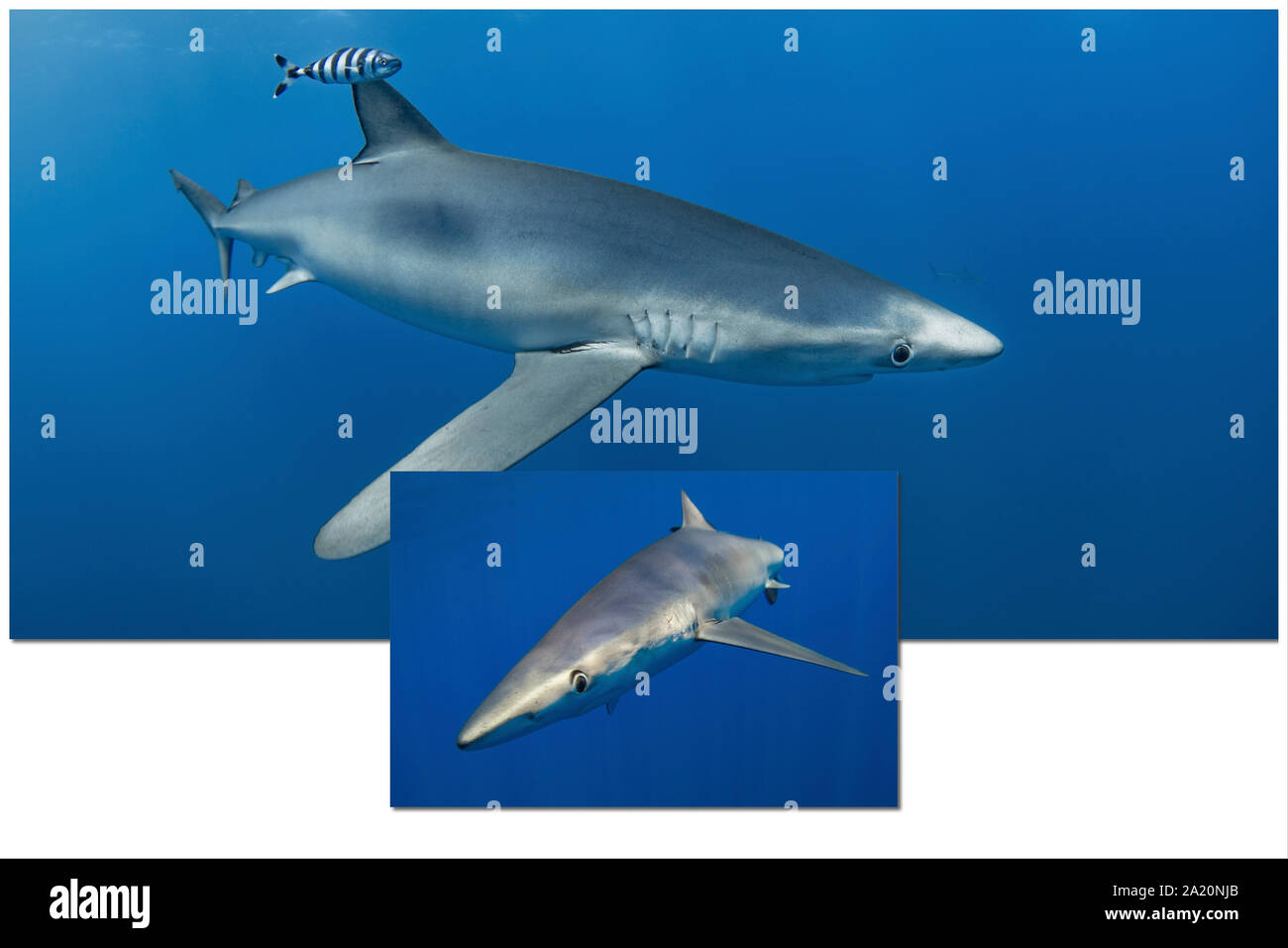 Blue shark-Requin bleu (prionace glauca), Pico island, Azores ...