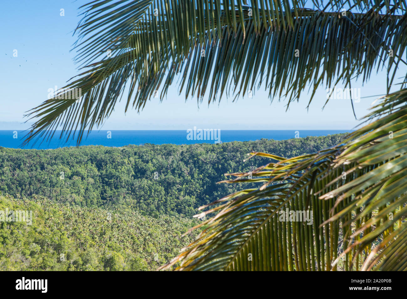 The jungle on Cuba's coast, seen through a palm leaf. Panoramic view to ...
