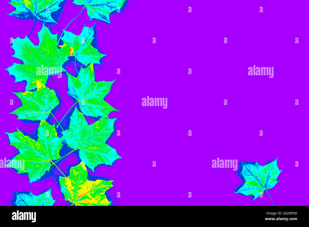 Green autumn maple leaves on a violet background. Flat lay, top view ...