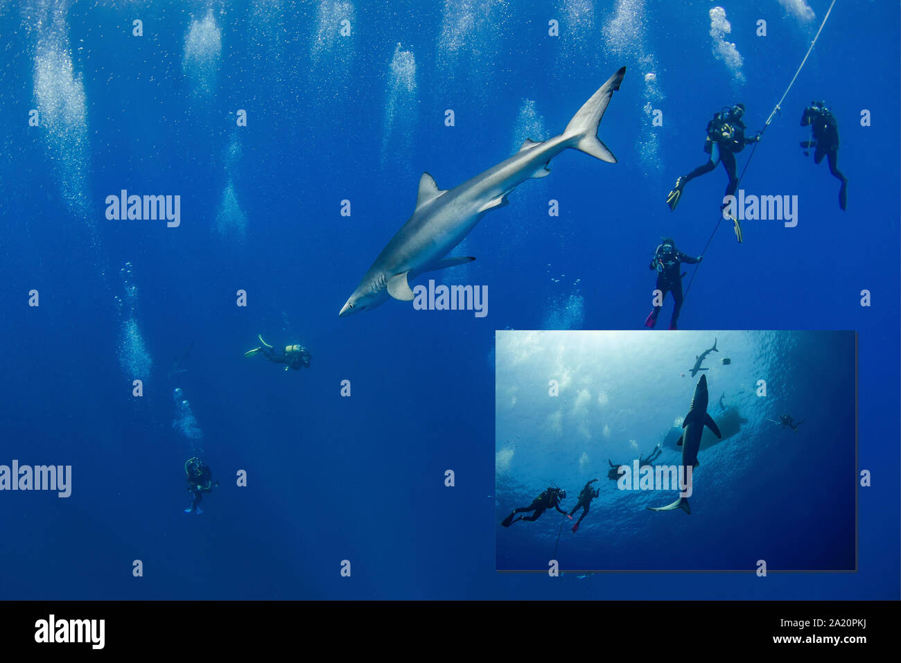 Blue shark-Requin bleu (prionace glauca), Pico island, Azores ...