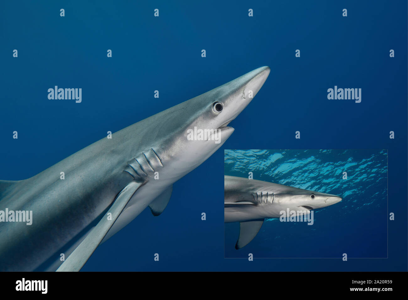 Blue shark-Requin bleu (prionace glauca), Pico island, Azores ...