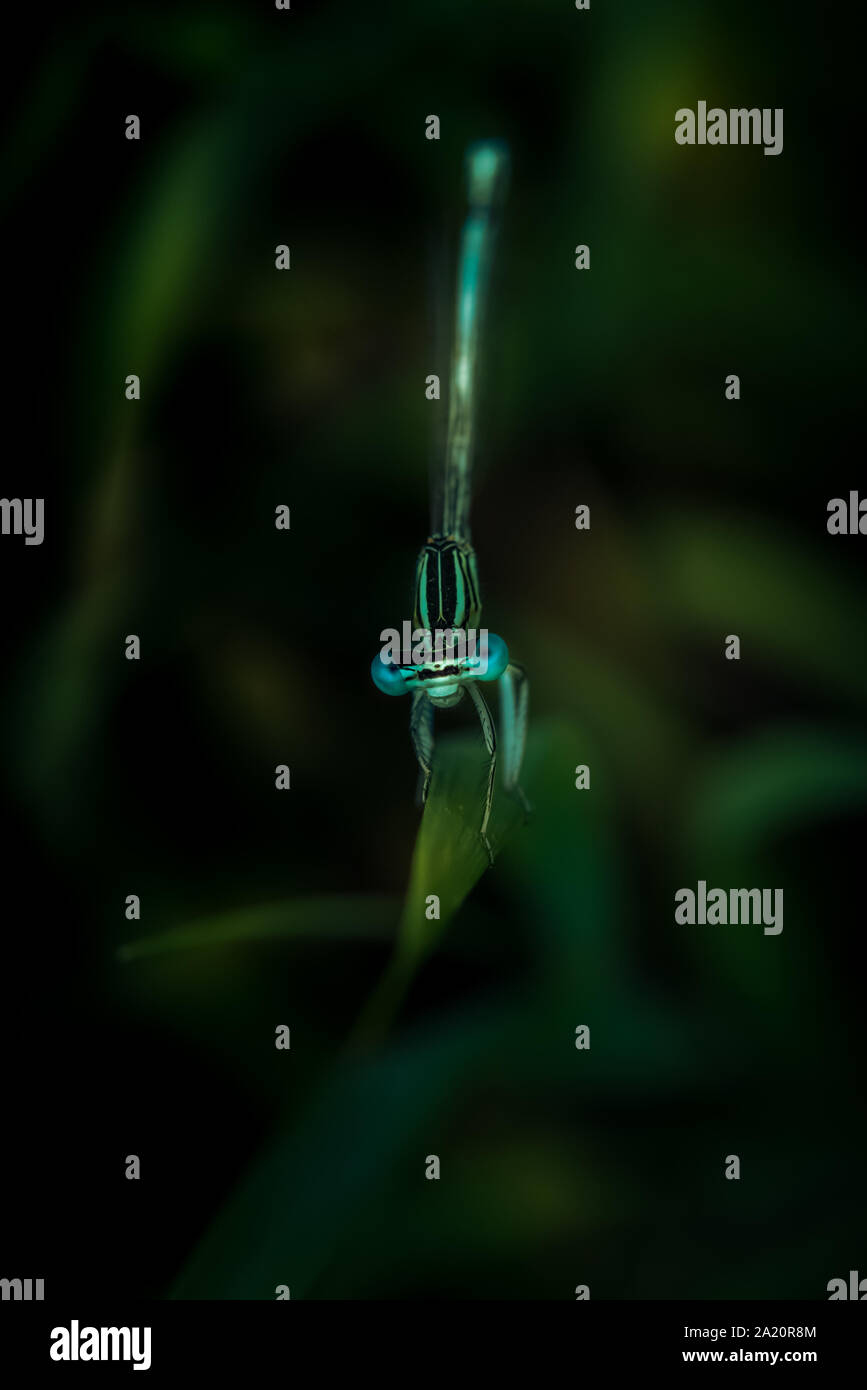 Predator insect hi-res stock photography and images - Alamy