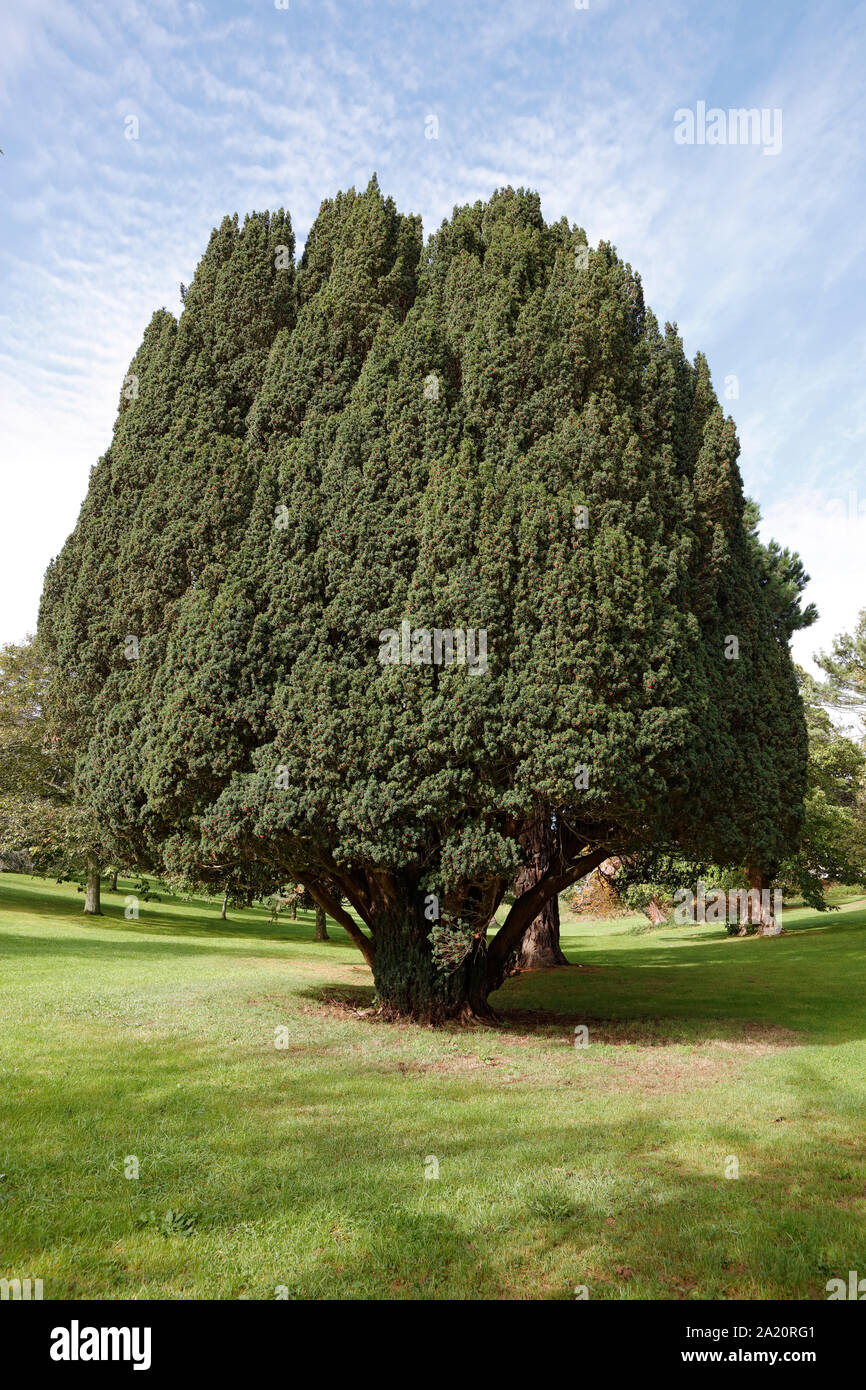 Yew tree (taxus baccata) in a park in Plymouth, UK Stock Photo - Alamy