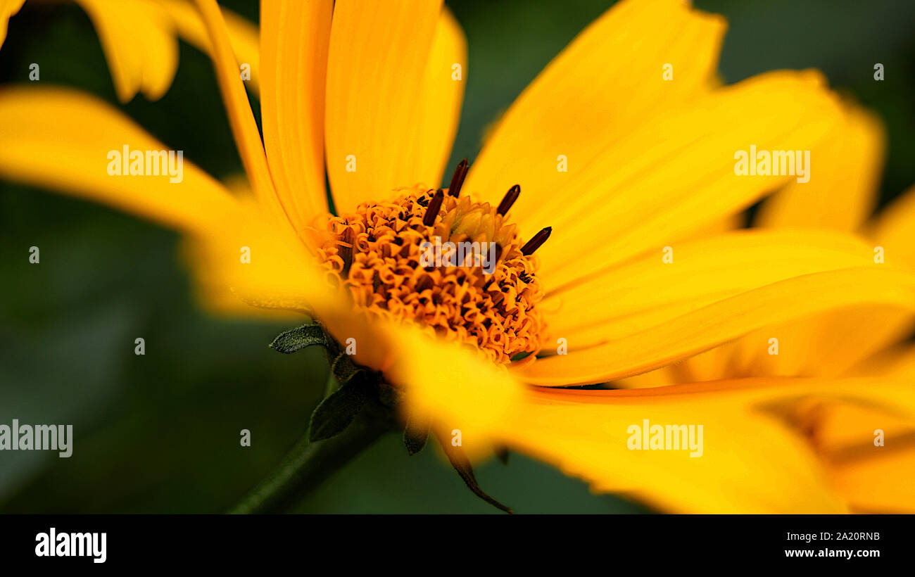 Flower petal yellow hi-res stock photography and images - Alamy