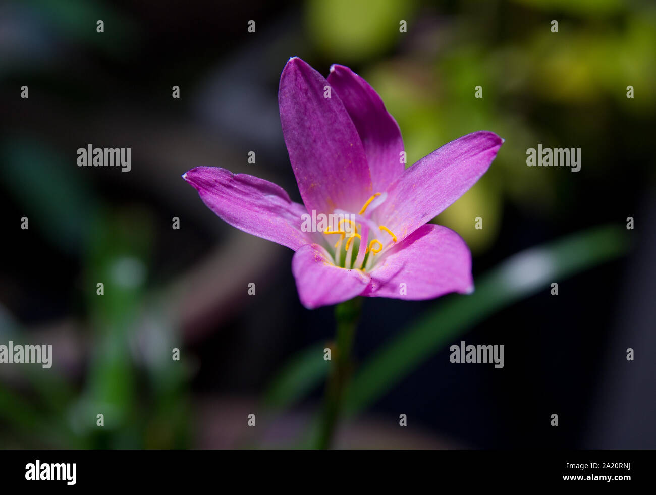 wild purple candida species flower with green blurry background Stock ...