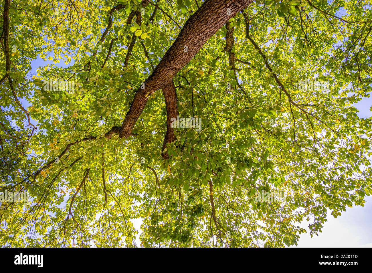 Forking Tree High Resolution Stock Photography and Images - Alamy