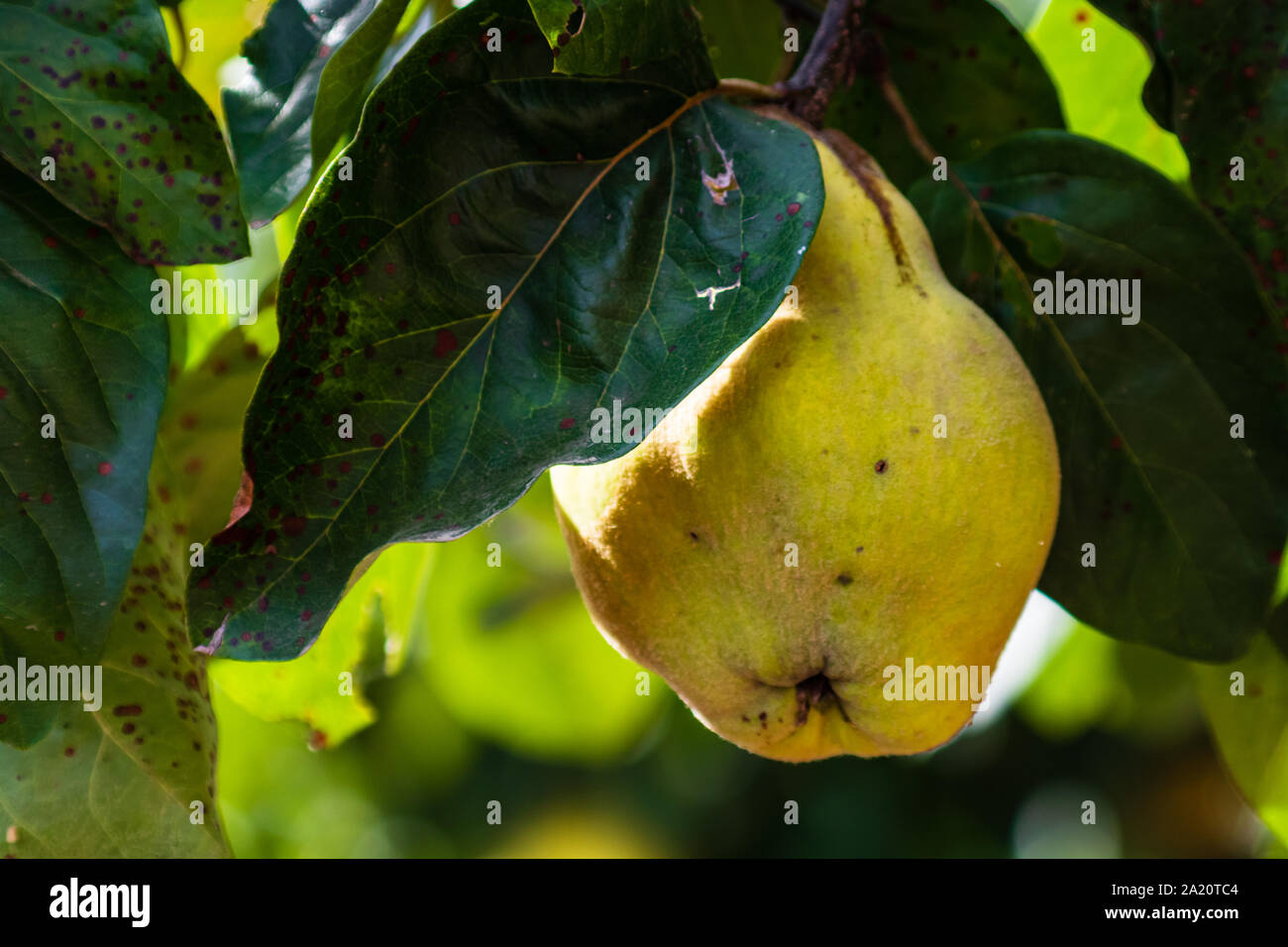Quinces growing on tree, close up view. Branch of a tree with ripe ...