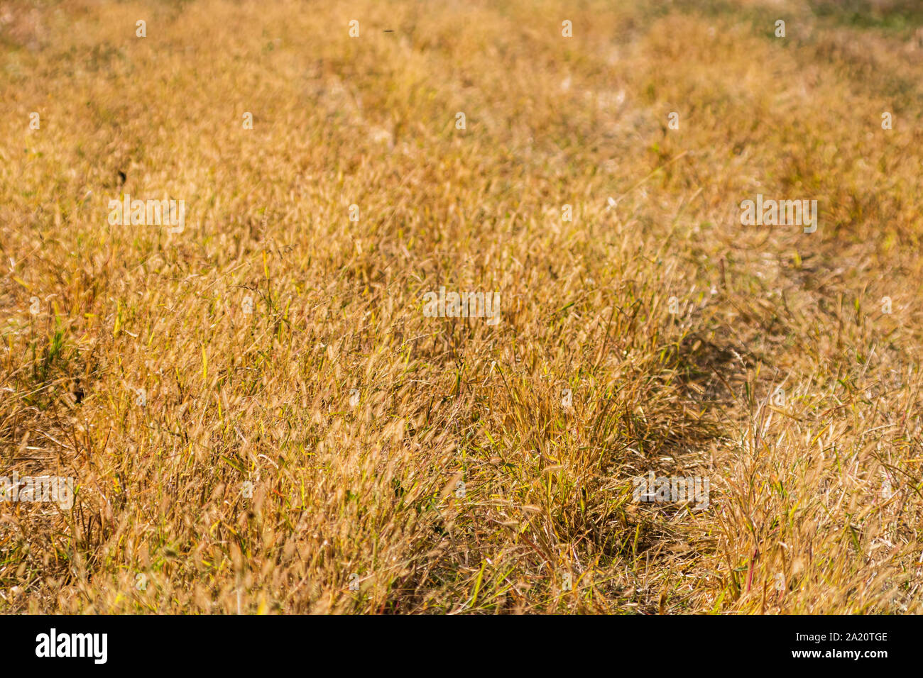 Closeup photo dry grass hi-res stock photography and images - Alamy