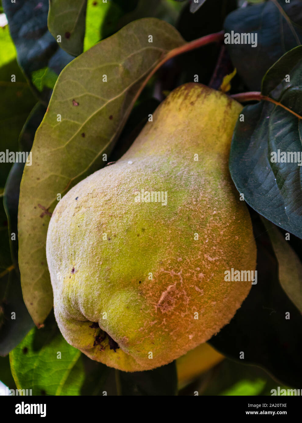 Quinces growing on tree, close up view. Branch of a tree with ripe ...