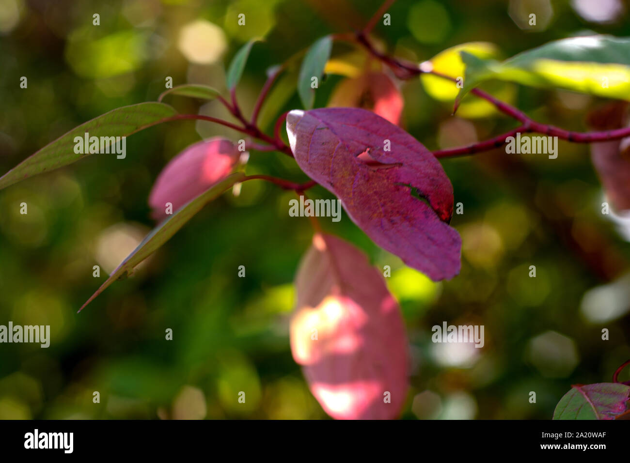 Allegheny servitium feram Stock Photo - Alamy