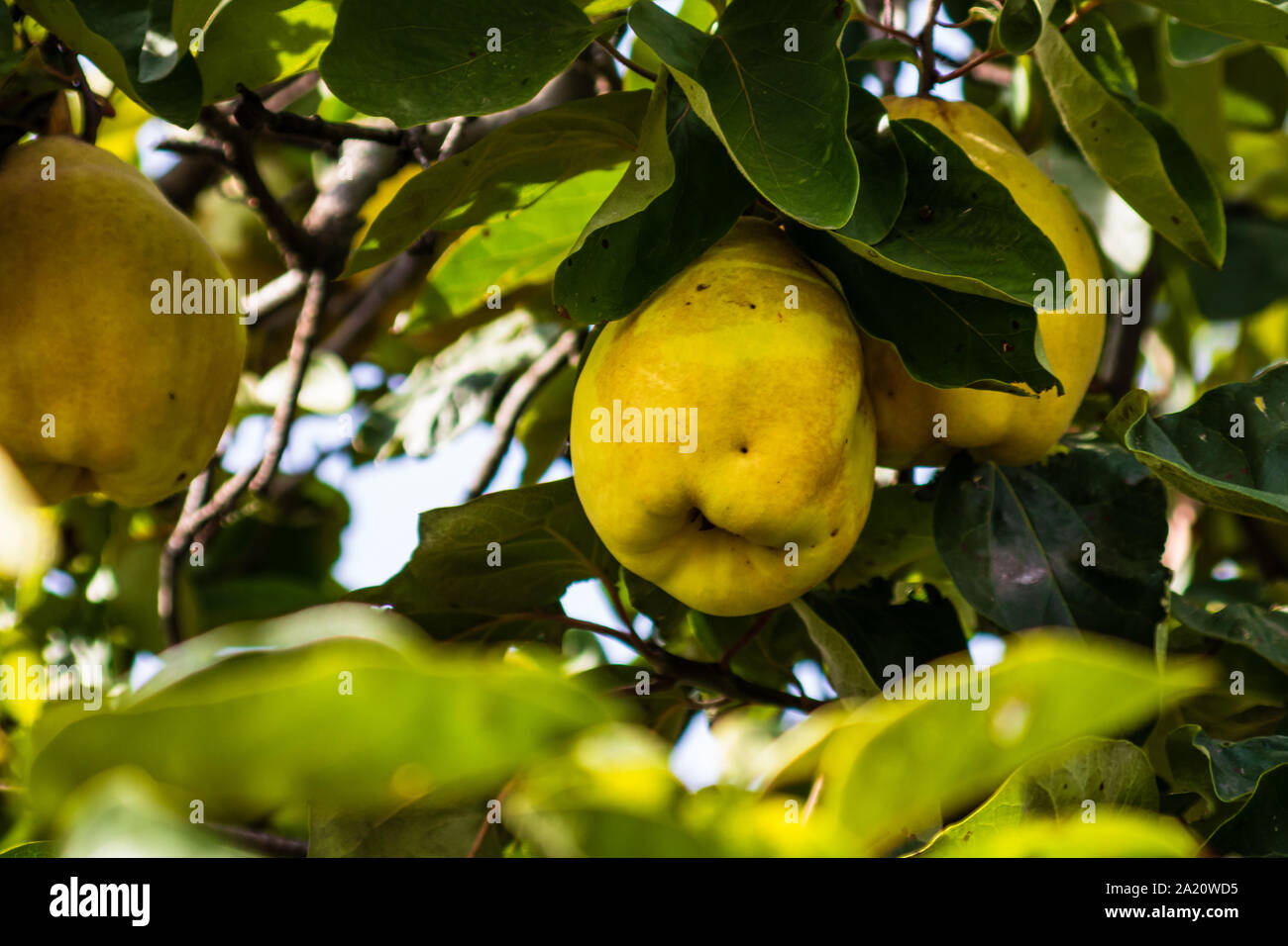 Quinces growing on tree, close up view. Branch of a tree with ripe ...