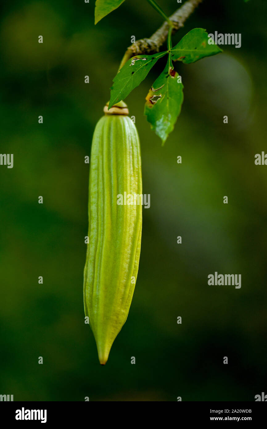 Candle Tree fruit hanging from tree branch Stock Photo - Alamy