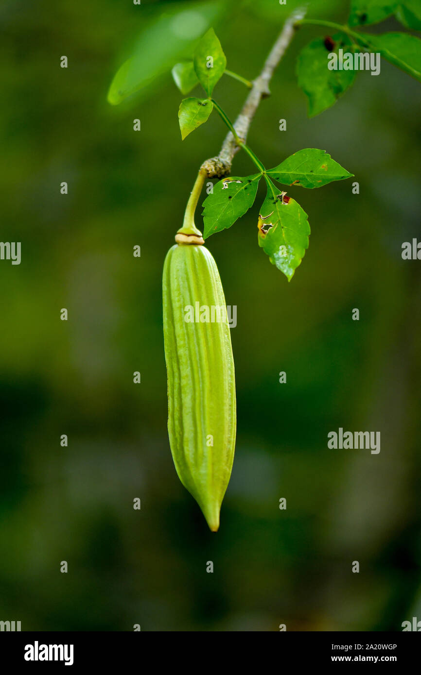 Candle Tree fruit hanging from tree branch Stock Photo - Alamy