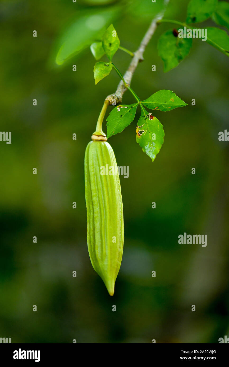 Candle Tree fruit hanging from tree branch Stock Photo - Alamy
