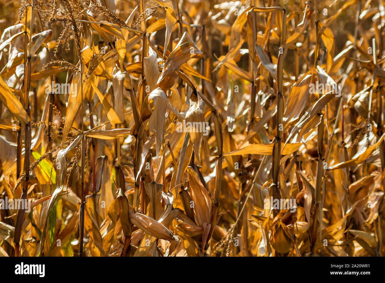 Dry corn field, dry corn stalks, end of season Stock Photo - Alamy