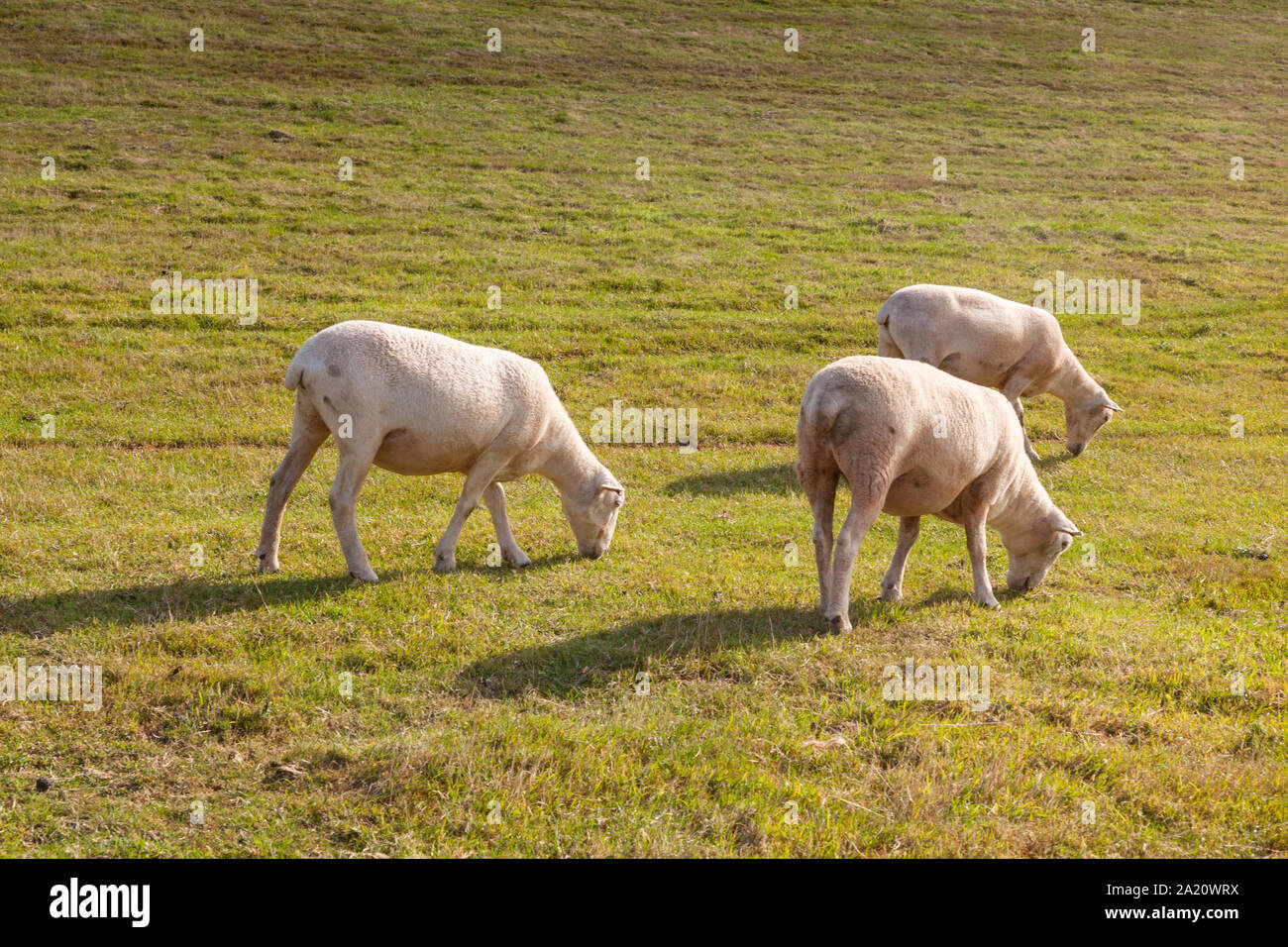 Barton farm devon hi-res stock photography and images - Alamy