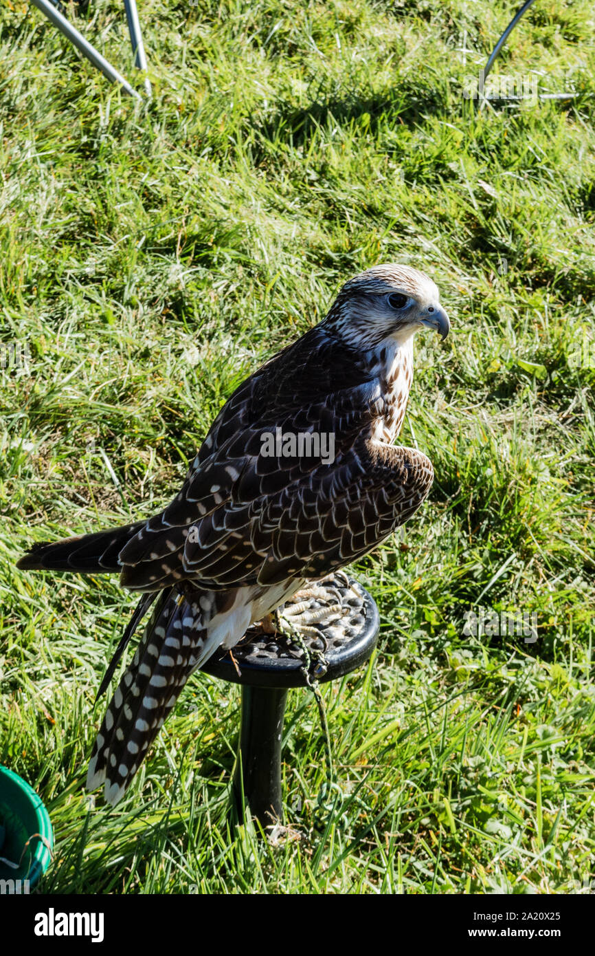 A hybrid Gyr/Saker falcon perched on a stand in a display area between flying displays at the ...
