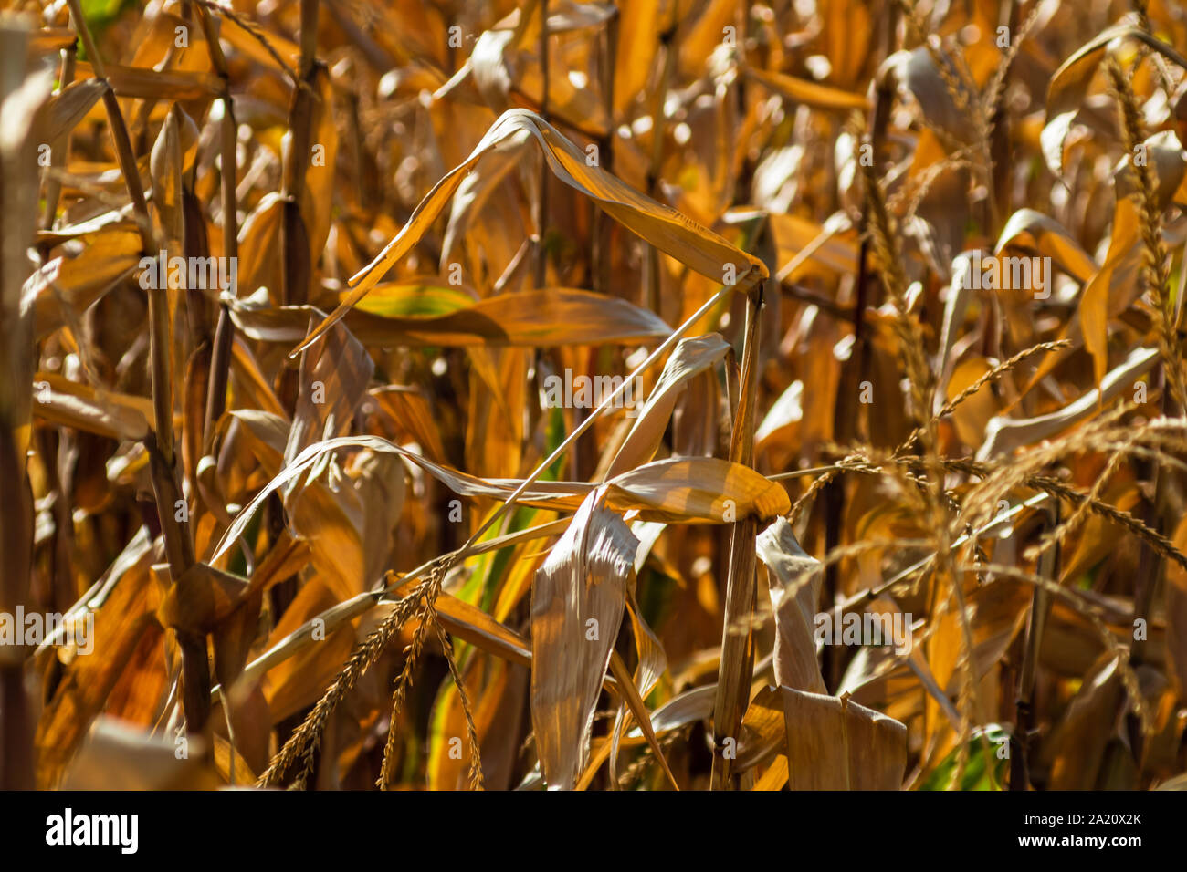 Dry corn field, dry corn stalks, end of season Stock Photo - Alamy